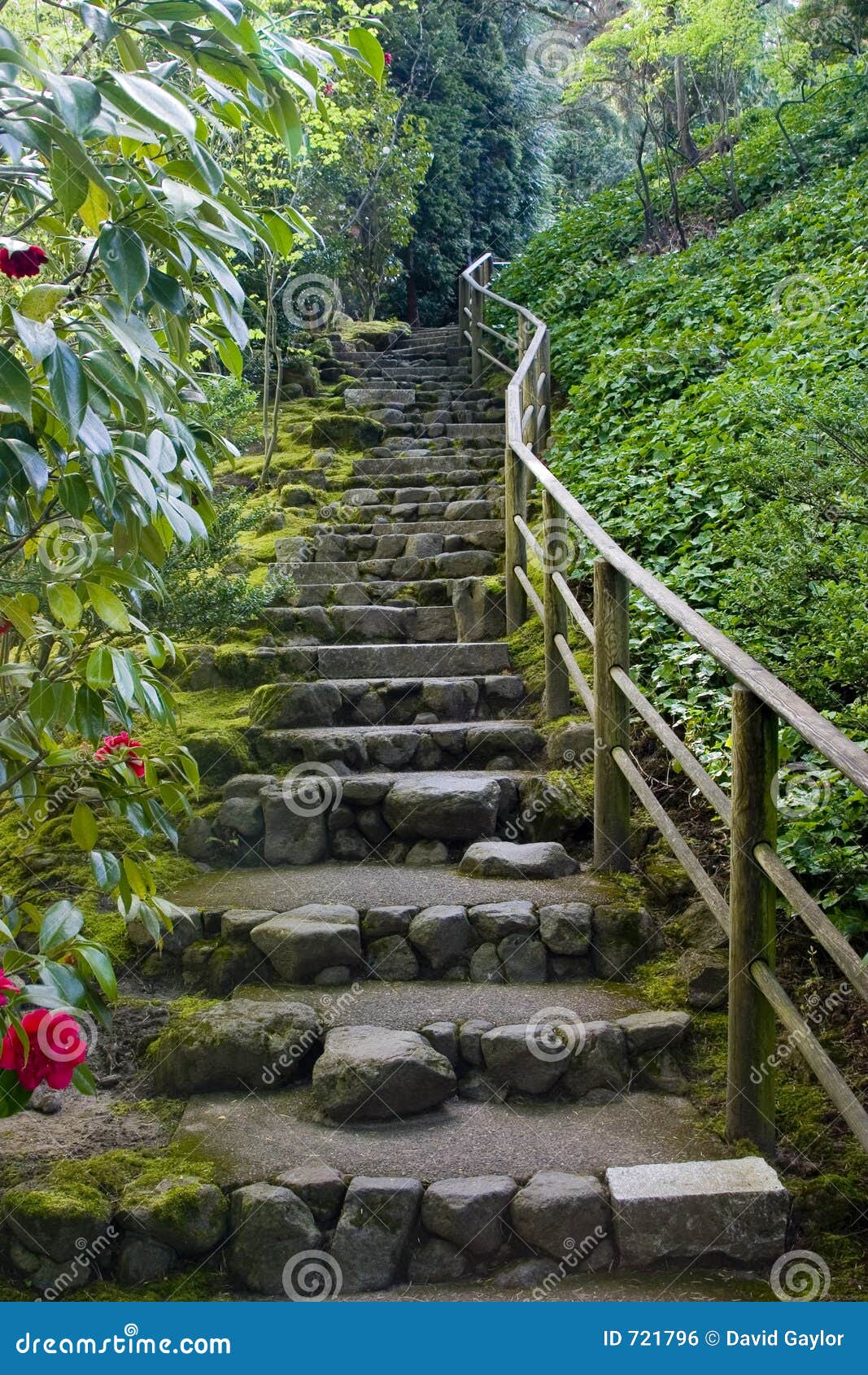 Stariway stock photo. Image of greenery, path, steps, garden - 721796