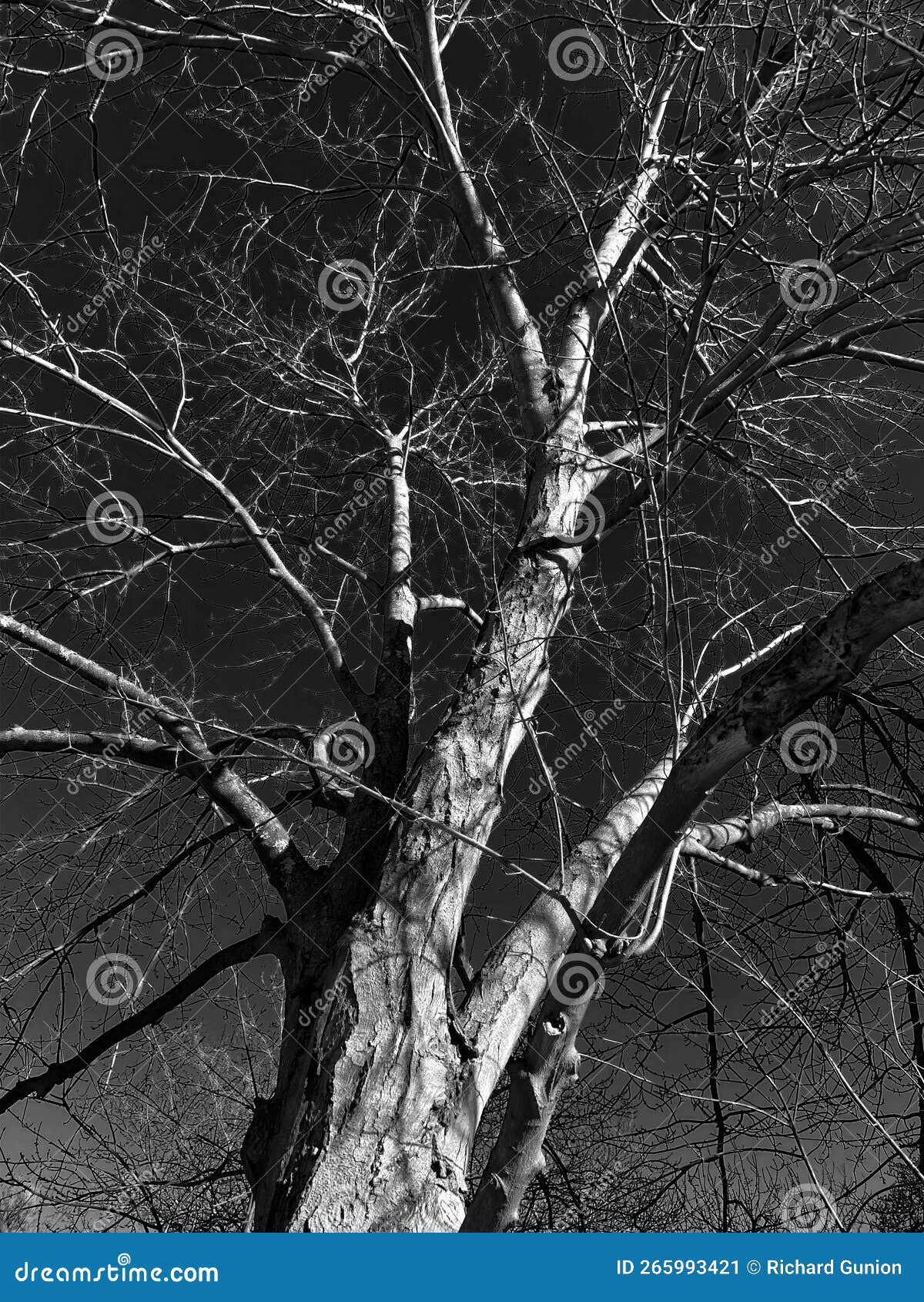 Stark Infrared Tree in Black and White Stock Image - Image of white ...