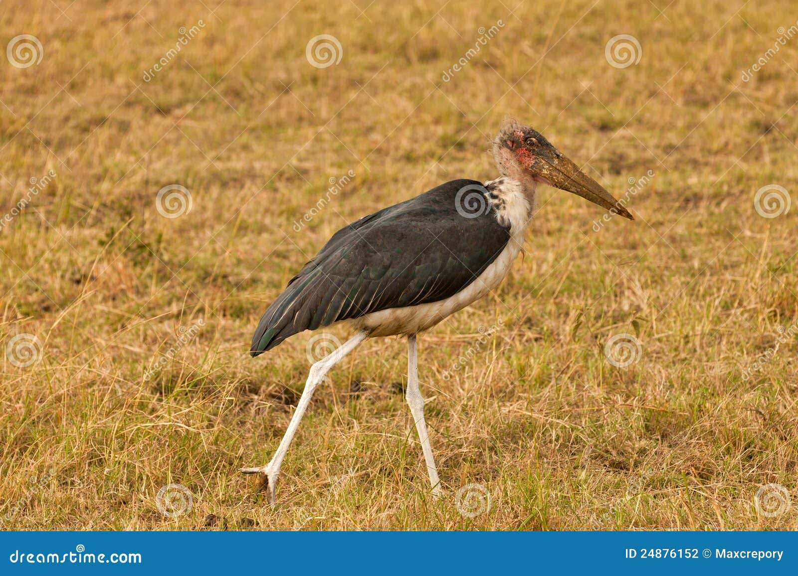 Stark marabou stock photo. Image of isolated, national - 24876152