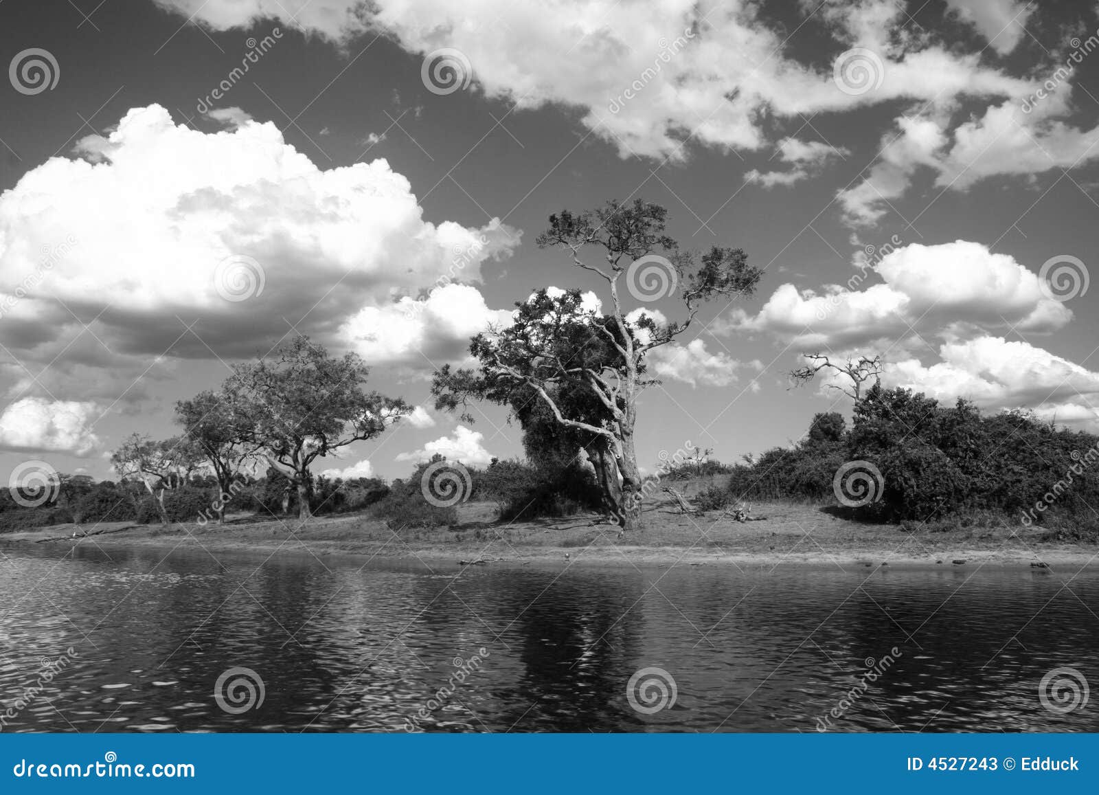 Stark River stock image. Image of stark, straight, tree - 4527243