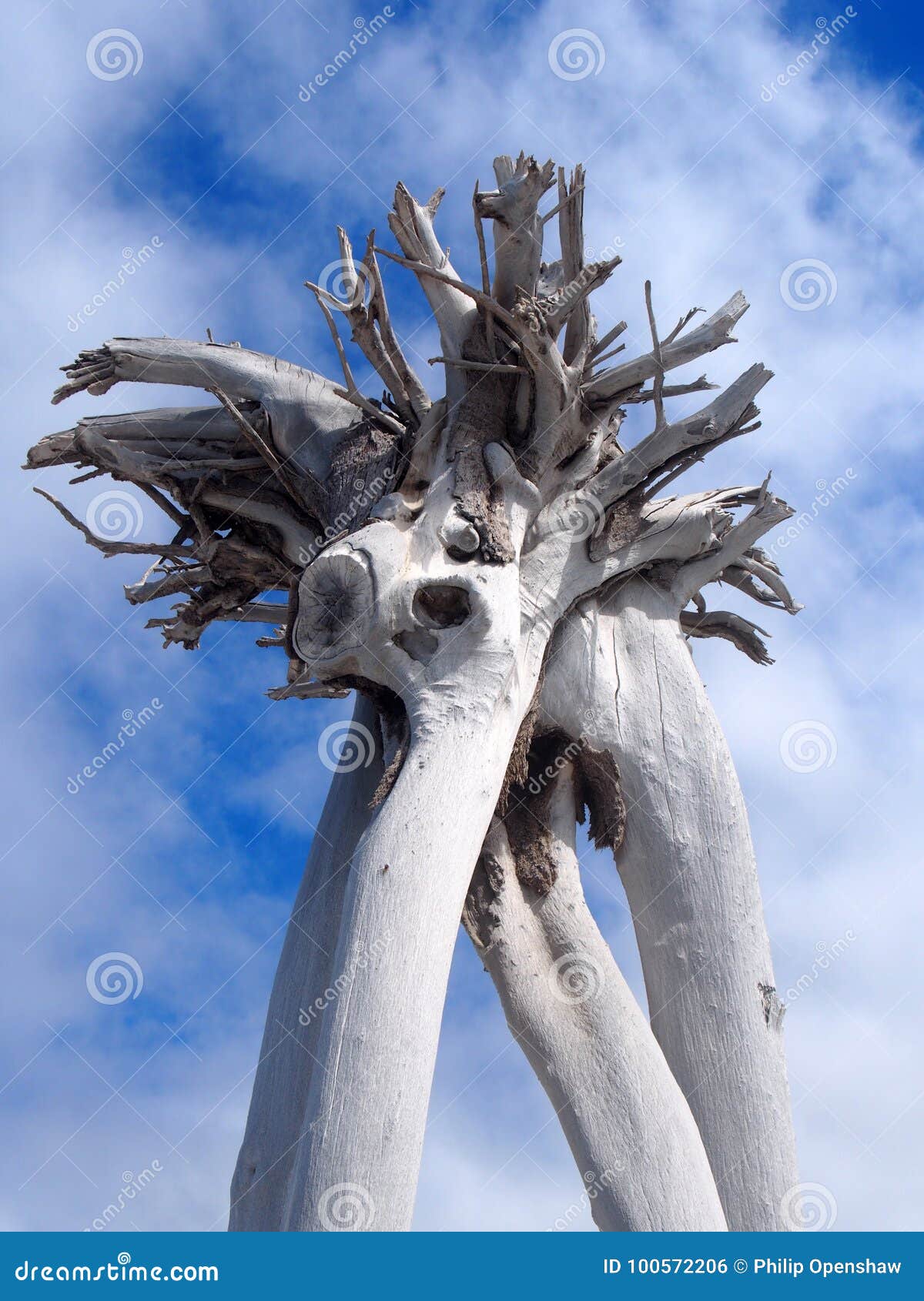 Stark White Dead Tree Inverted Tree Against Clouds and Blue Sky Stock ...