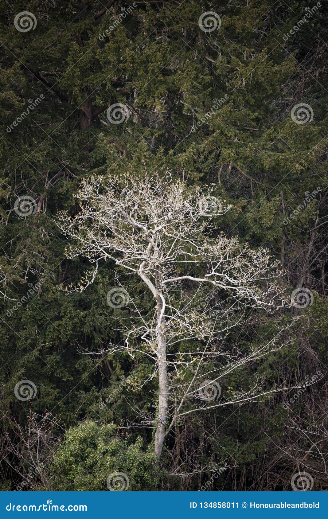 Stark White Dead Tree in Autumn Fall Woodland Landscape Stock Image ...