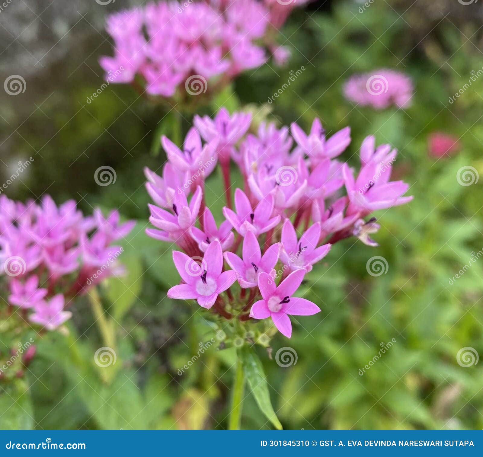 Starla Pink Star Flower with Blur Background Stock Photo - Image of ...