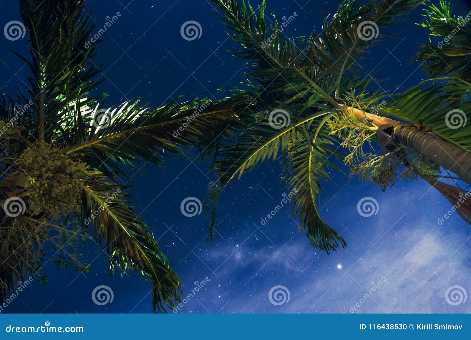 Starlight Night Over Palm Trees Stock Photo - Image of night, palm ...