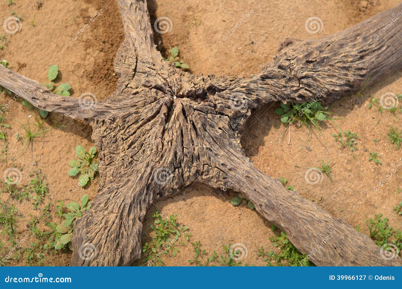 Starlike Old Root on the Ground Stock Image - Image of design, land ...