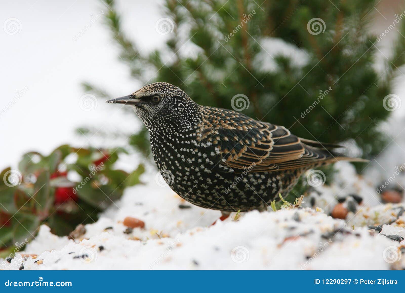 Starling stock image. Image of animal, foliage, garden - 12290297