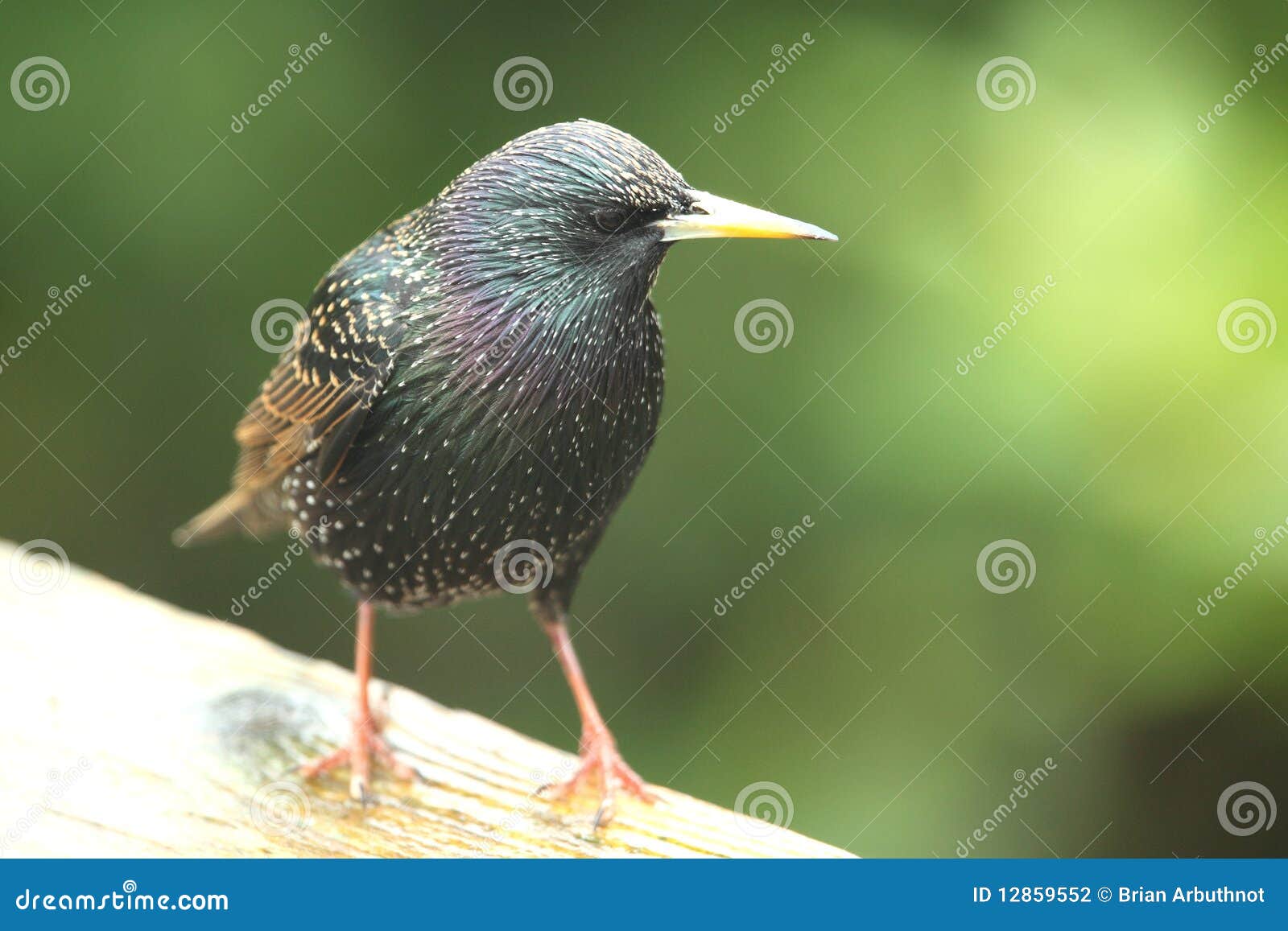 Starling. stock photo. Image of nature, wild, vulgaris - 12859552