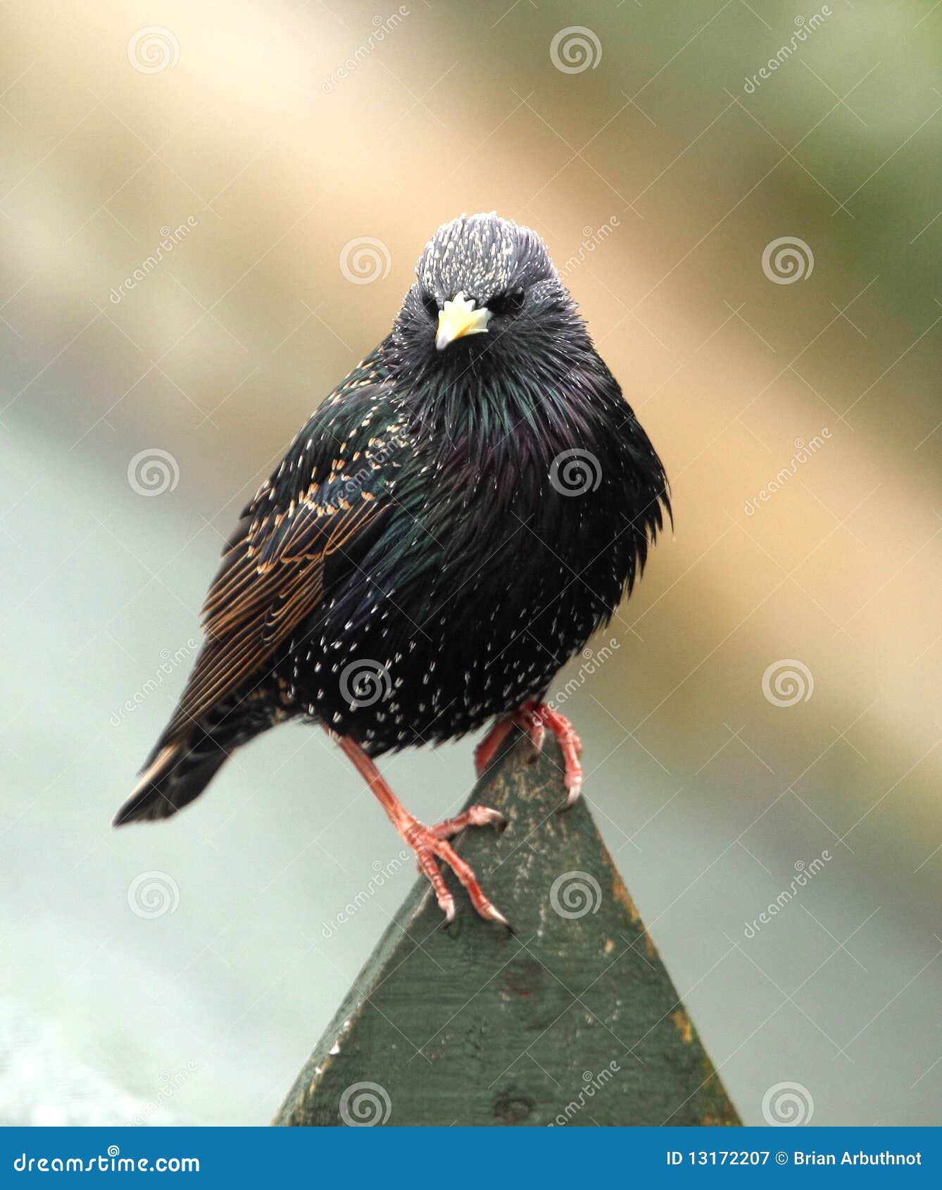 Starling. stock image. Image of beak, feathers, sharp - 13172207