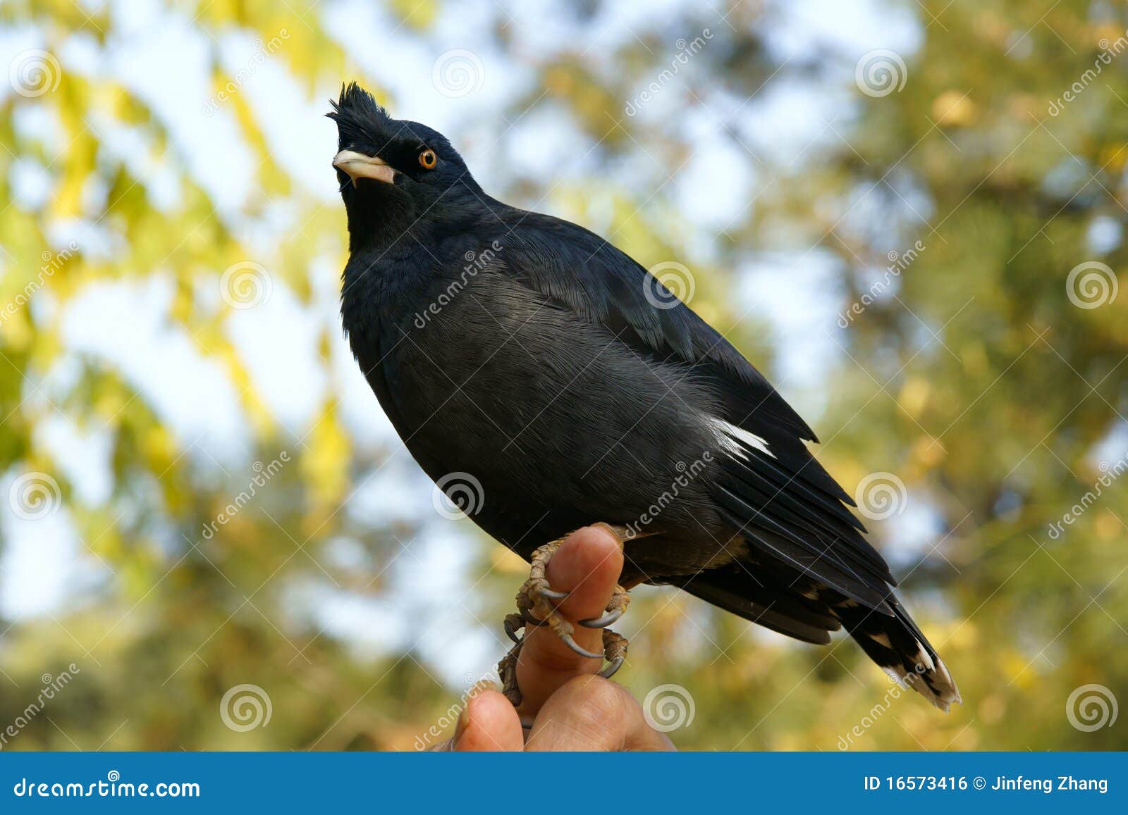 Starling stock photo. Image of feather, hand, cristatellus - 16573416