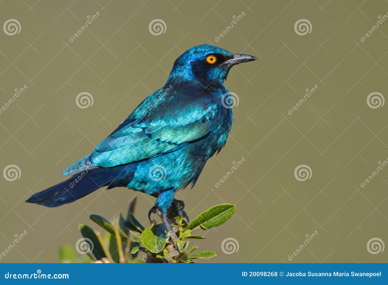 Starling stock photo. Image of colourful, wildlife, perched - 20098268