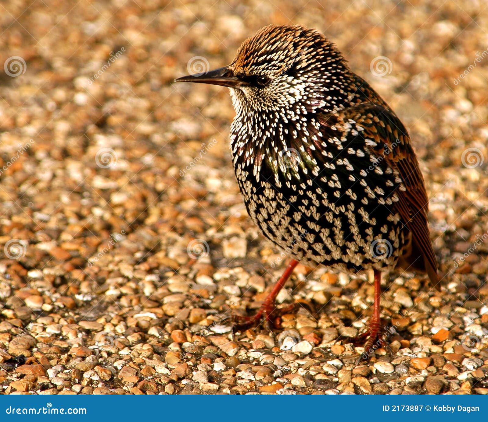 Starling stock image. Image of bright, plumage, birdwatching - 2173887
