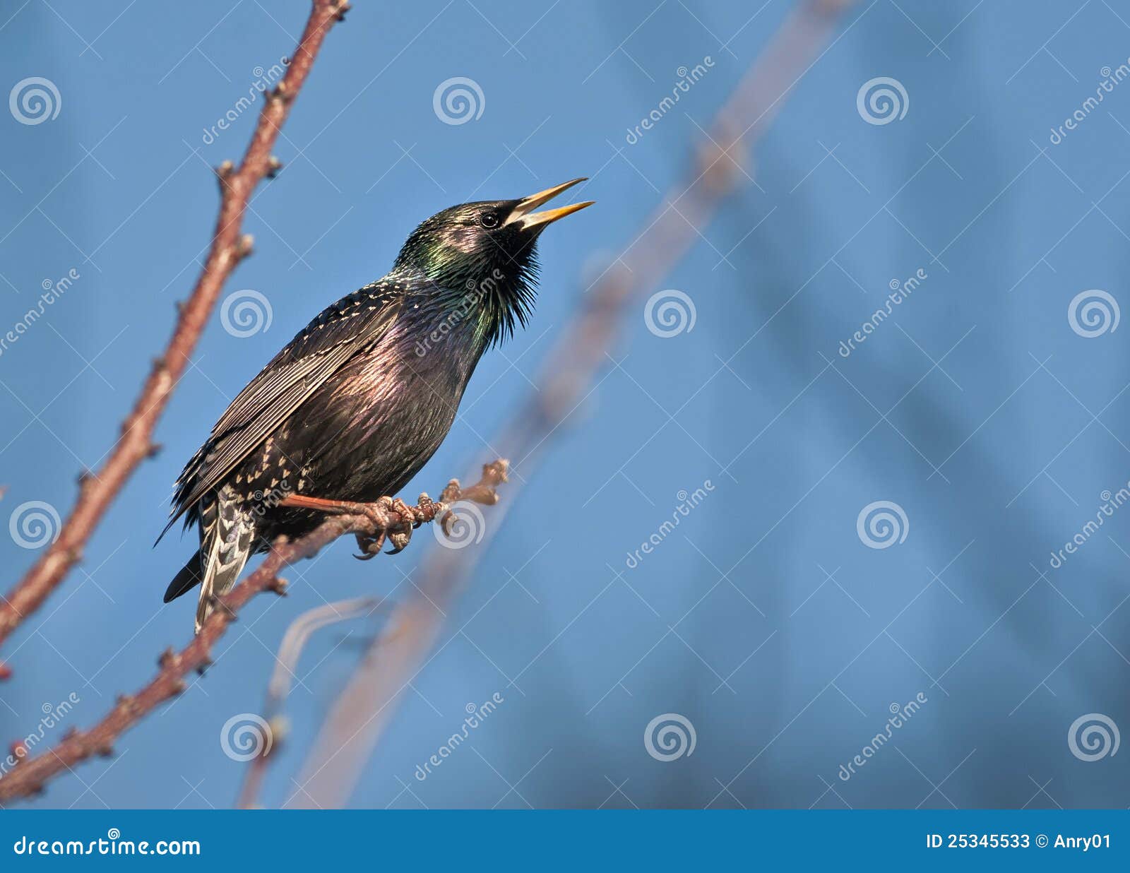 Starling stock image. Image of starling, beak, feathers - 25345533