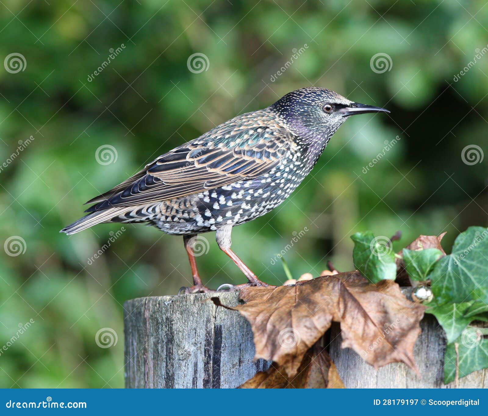 Starling stock image. Image of colourful, nature, outdoor - 28179197