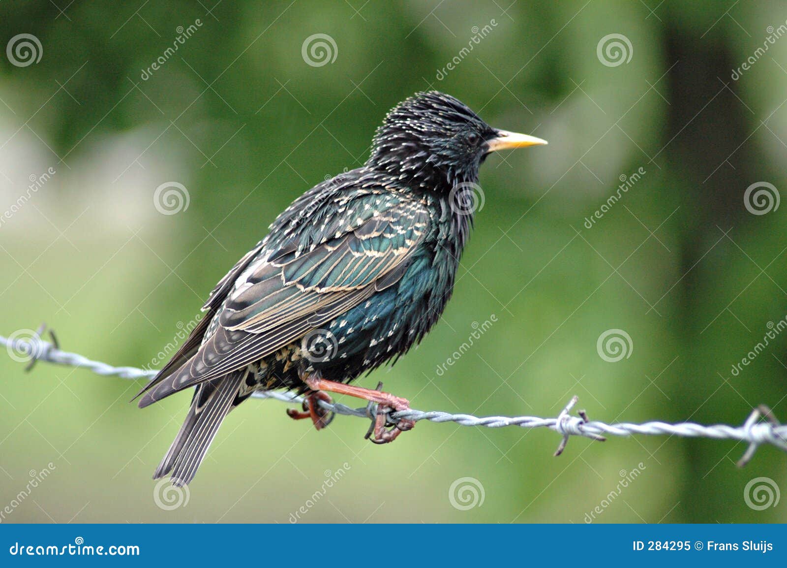 Starling stock image. Image of starling, green, young, wire - 284295