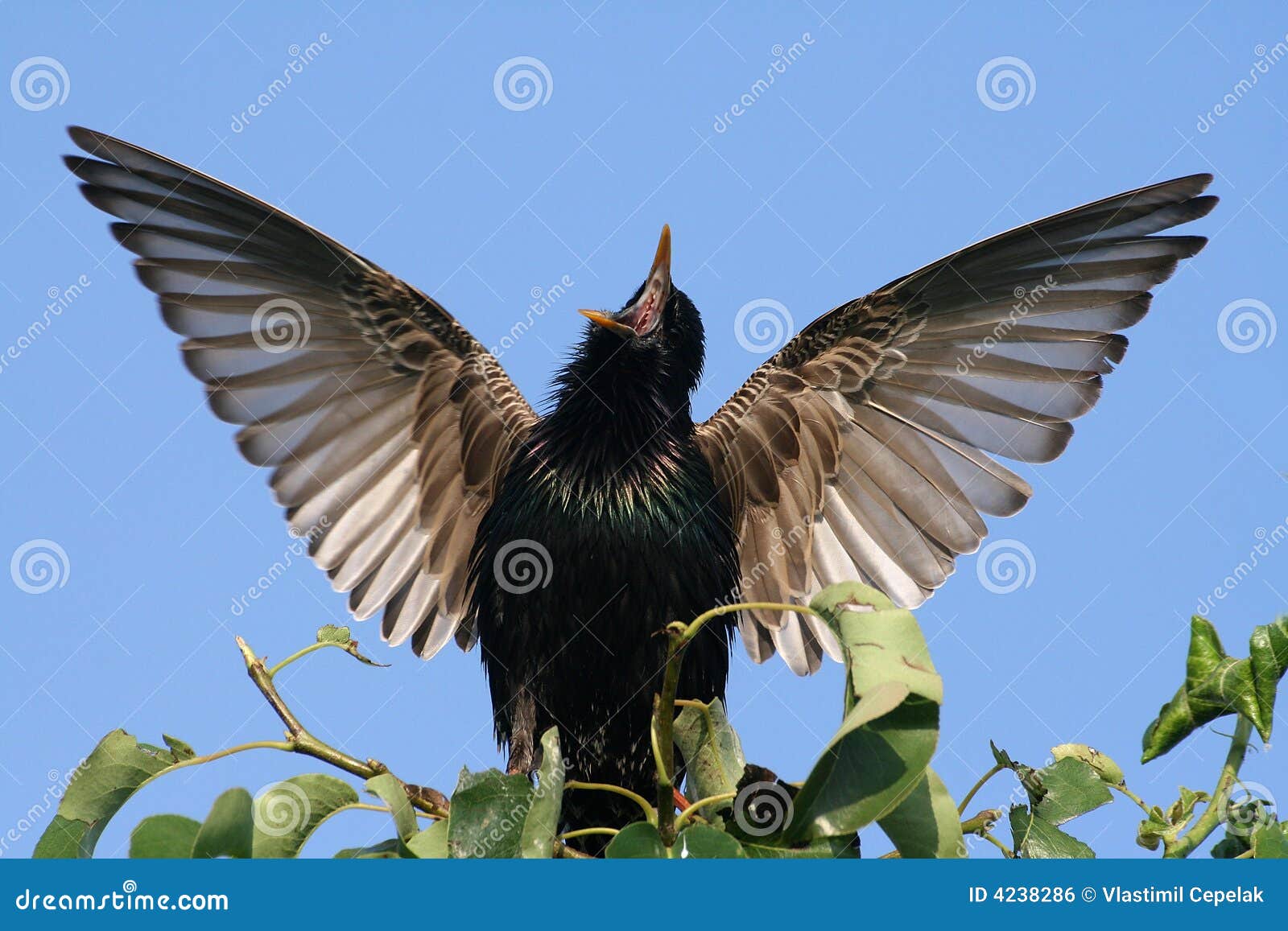 Starling stock photo. Image of sing, tree, wings, morning - 4238286