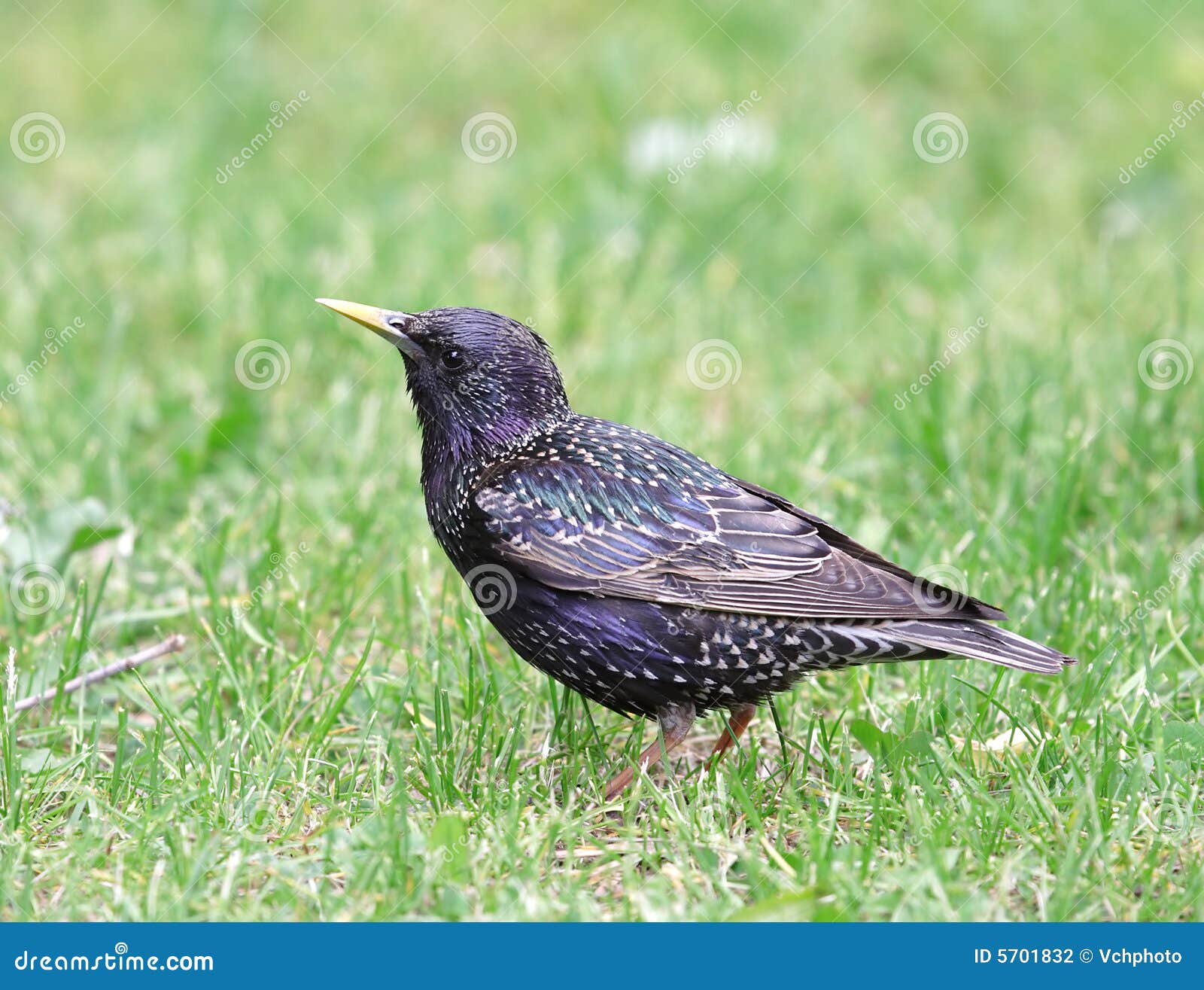 Starling. stock photo. Image of outdoors, white, beak - 5701832
