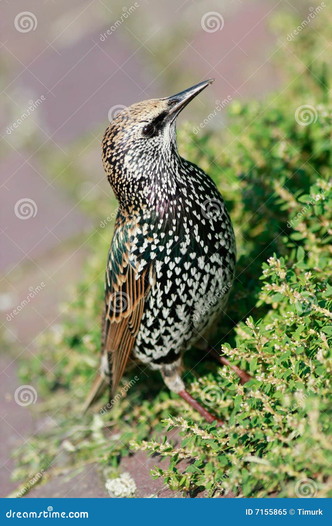 Starling stock image. Image of green, beak, brown, outdoors - 7155865