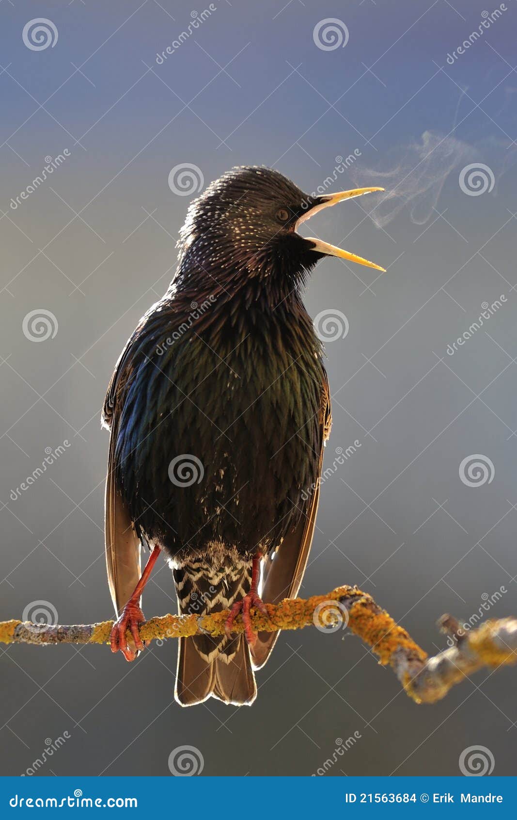 Starling ardent singing stock photo. Image of bird, birdwatching - 21563684