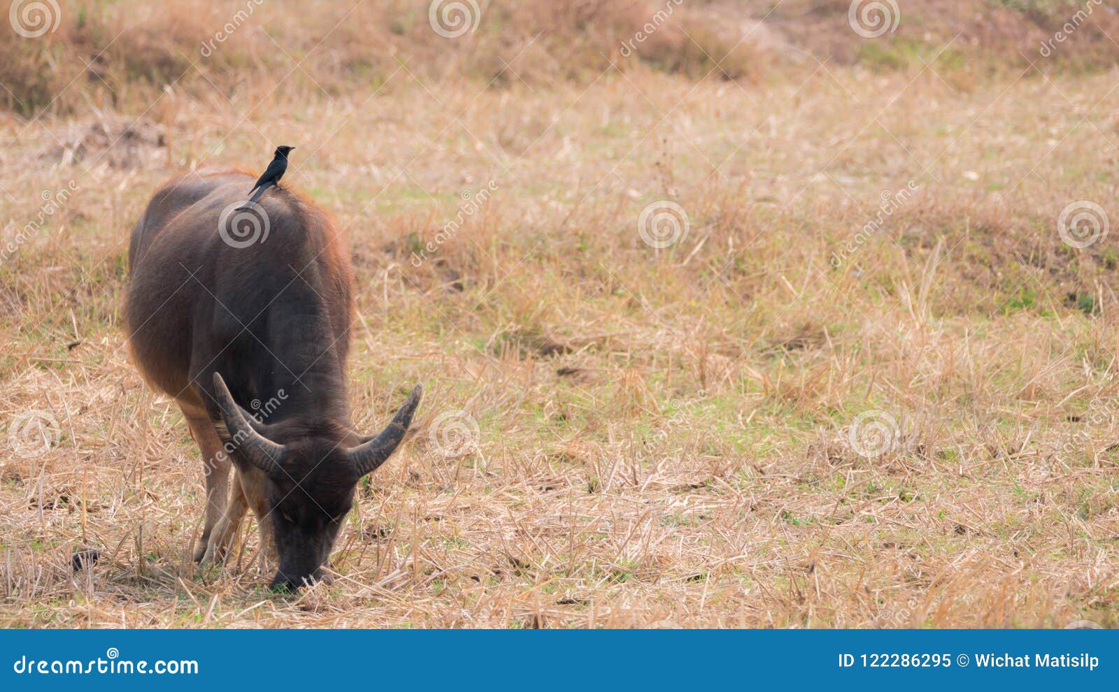 Starling is on the Back of Buffalo Stock Image - Image of paddy, beak ...