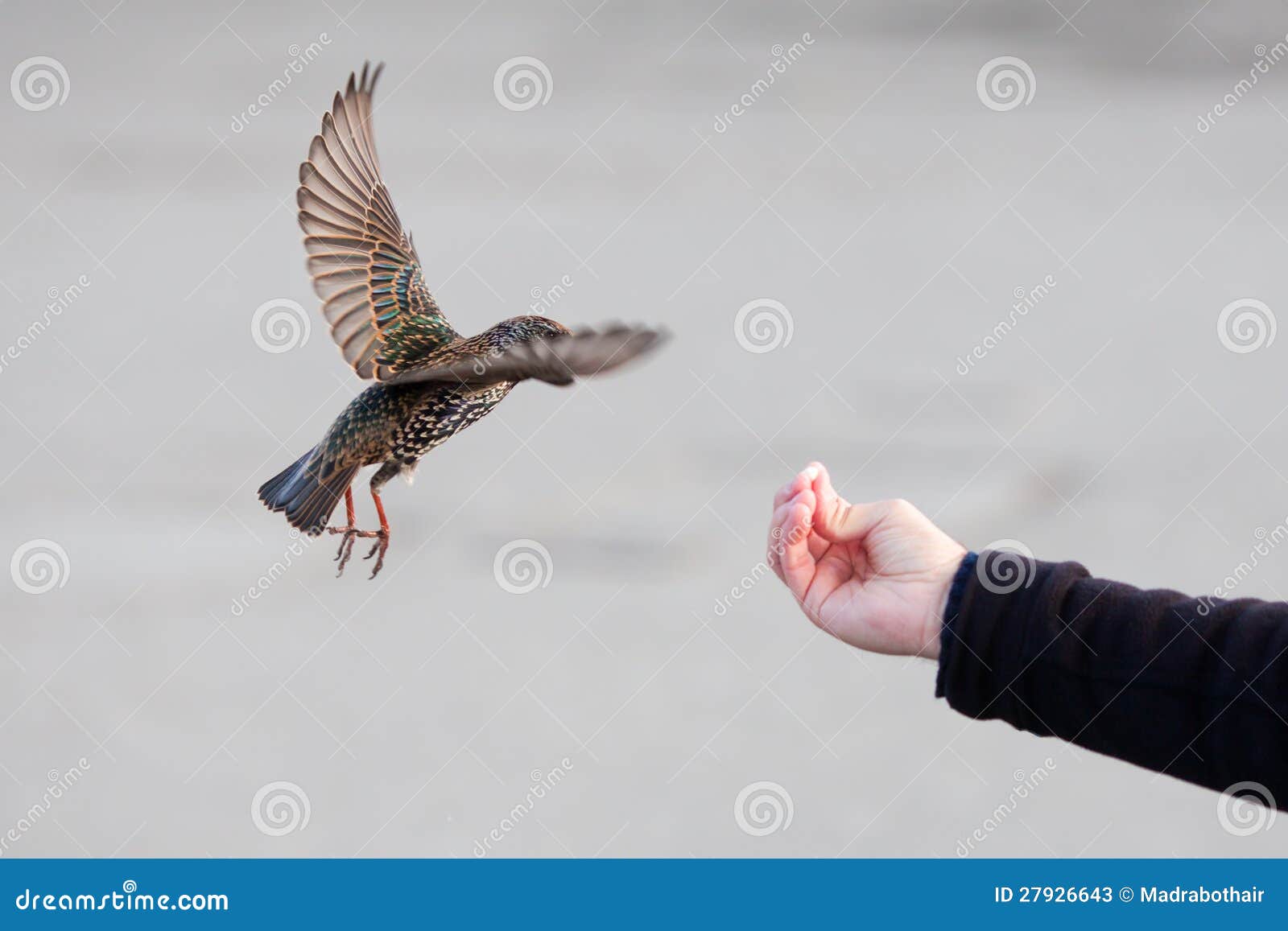 Starling Becomes Feed by a Hand Stock Image - Image of hold, bird: 27926643