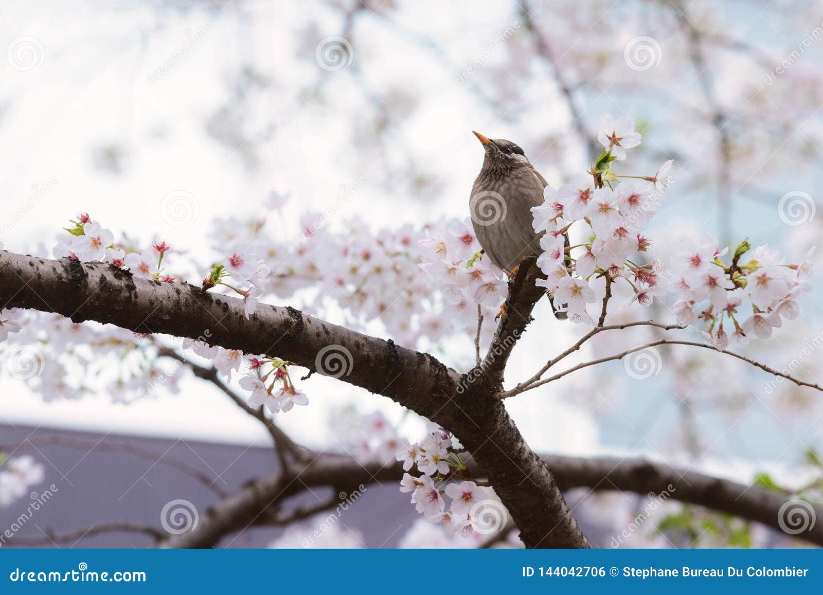 A Starling Bird Alone in the Cherry Blossoms in Tokyo Stock Photo ...