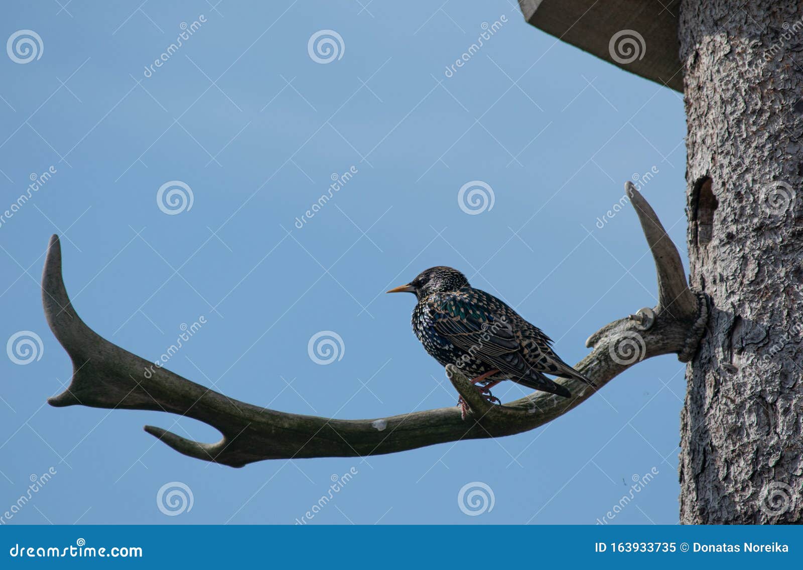Starling Bird on the Birdhouse Stock Image - Image of breeding ...