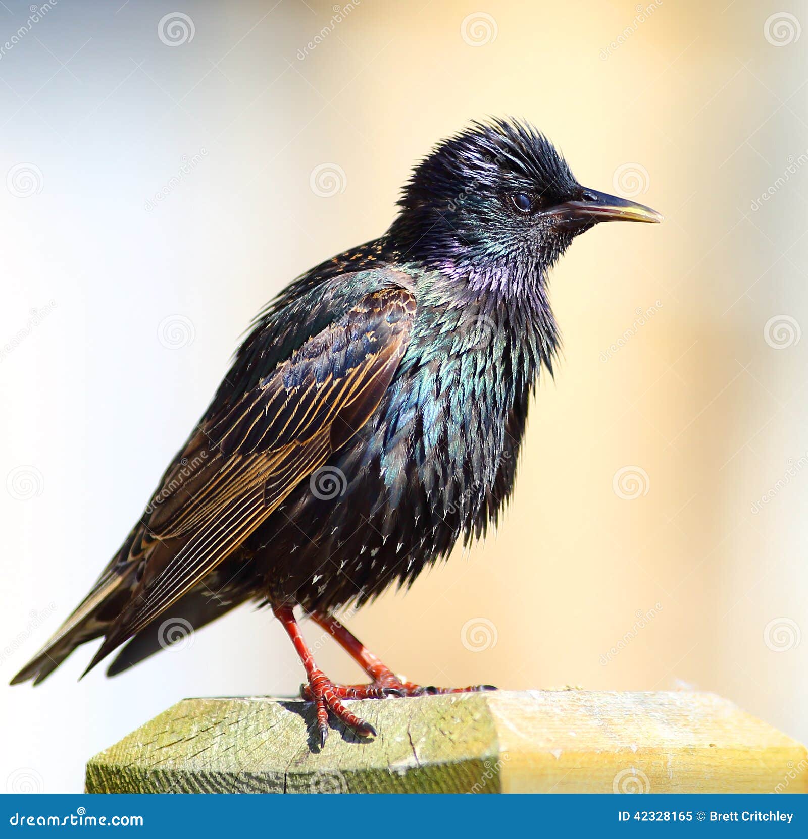 Starling bird stock image. Image of european, feathers - 42328165