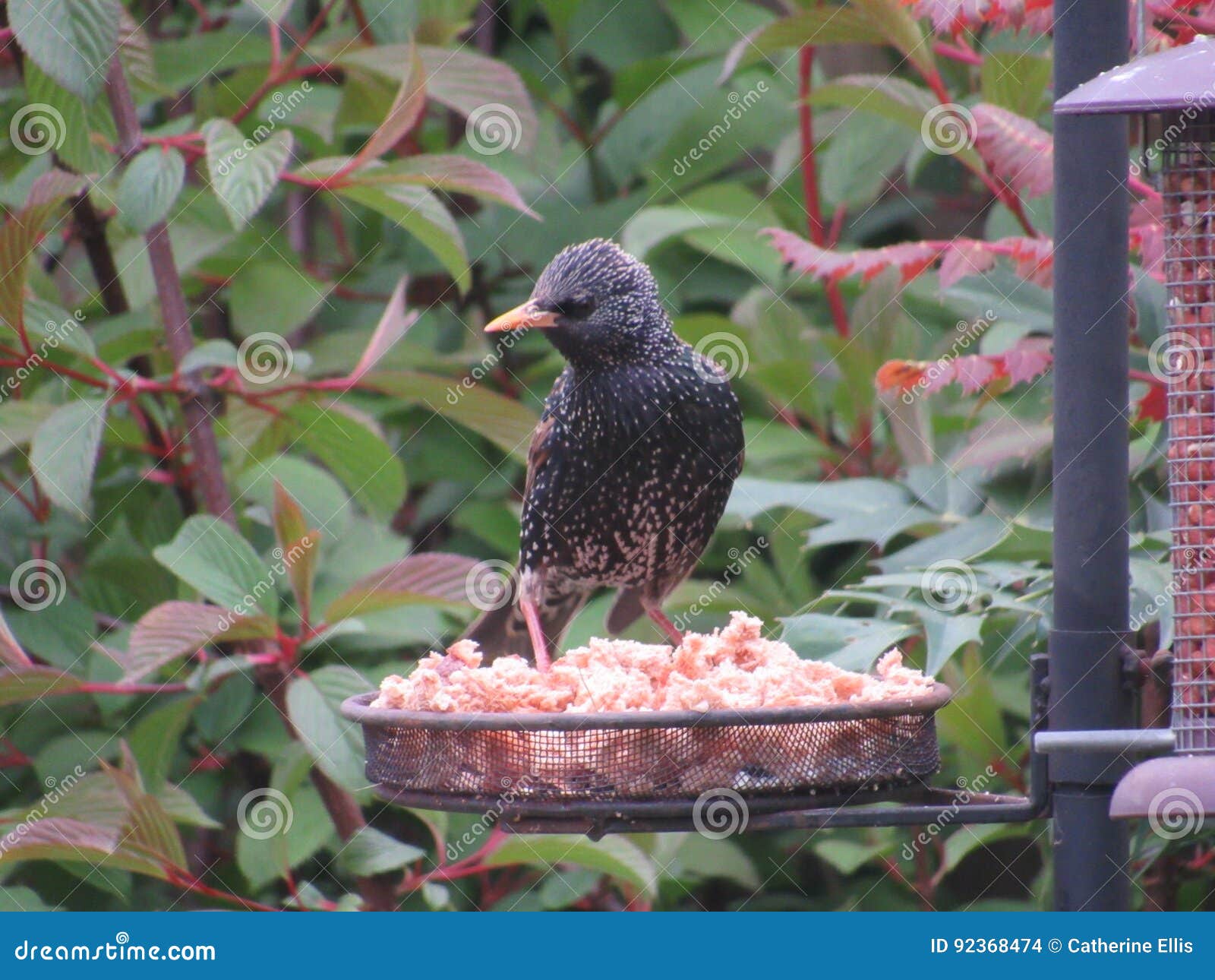Starling on bird feeder stock photo. Image of nofilter - 92368474