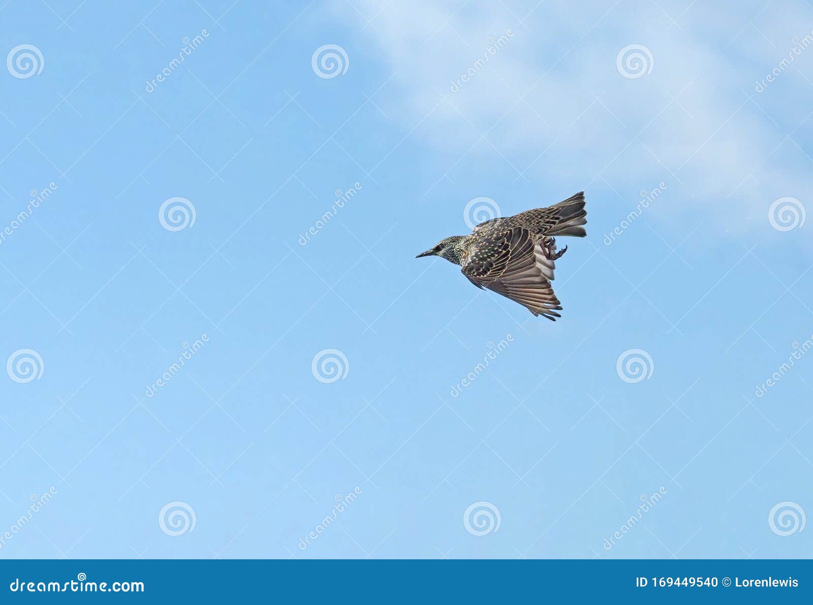 Starling Bird in Flight with Blue Sky and Cloud Background Stock Photo ...