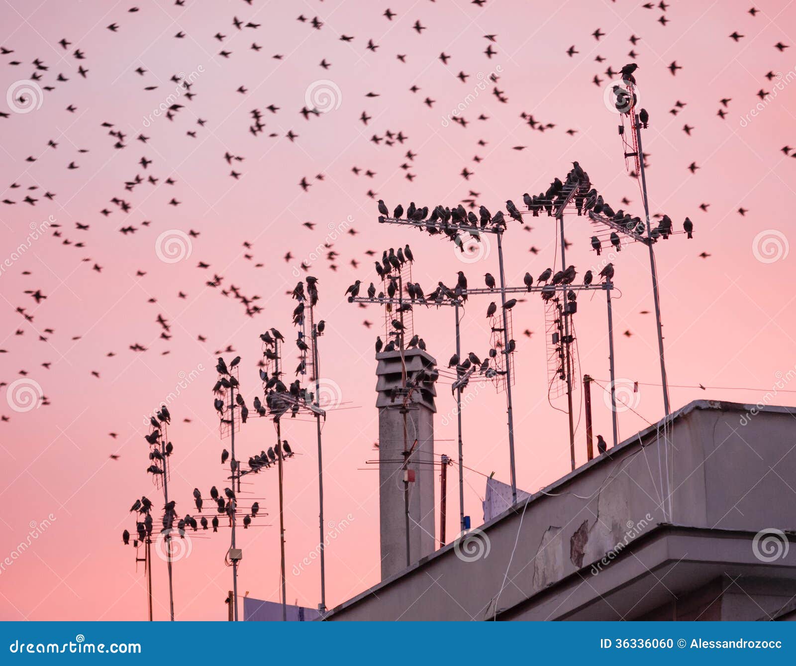 Starling bird flock stock photo. Image of sturnus, common - 36336060
