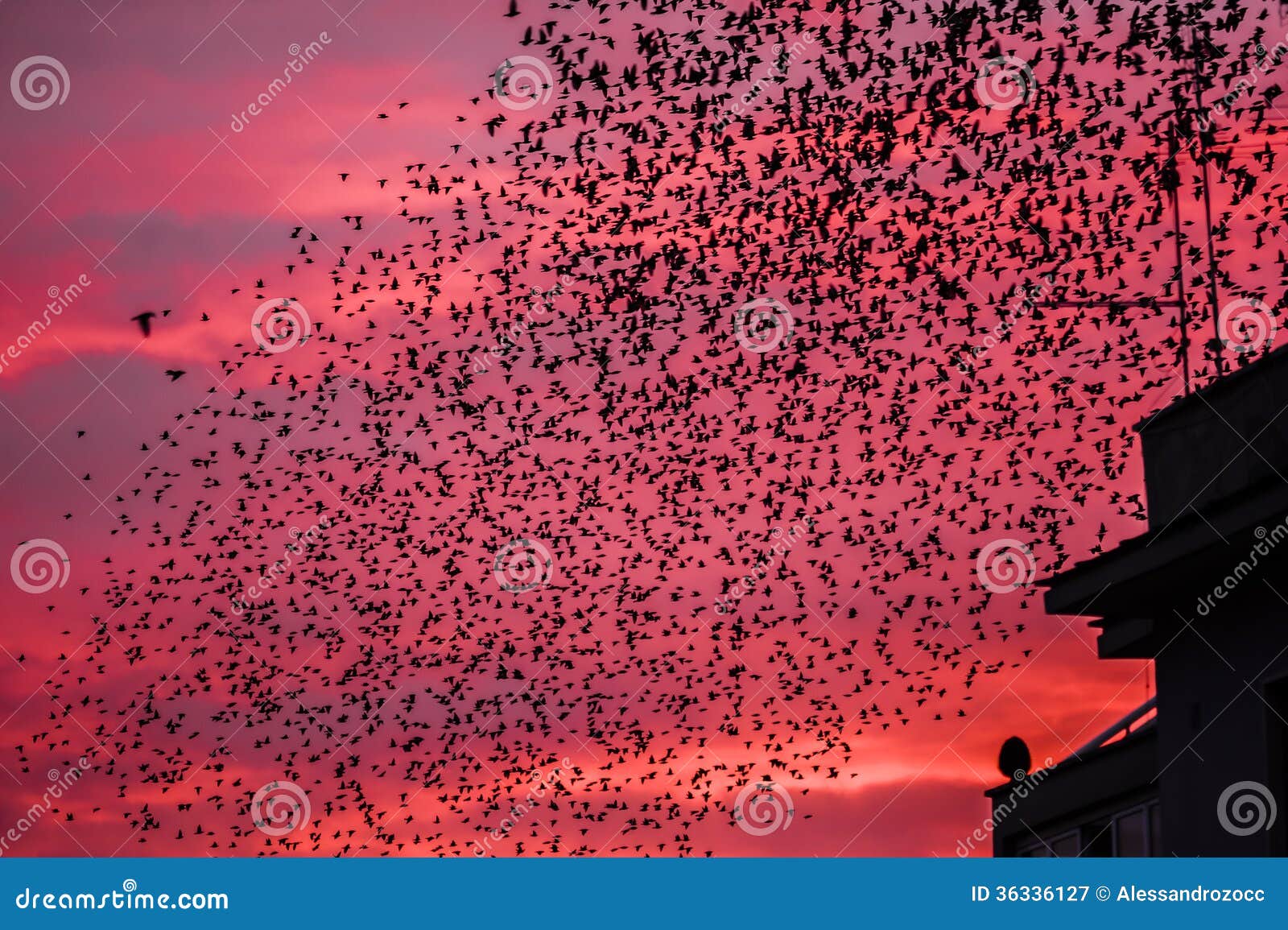 Starling bird flock stock image. Image of spotted, bird - 36336127