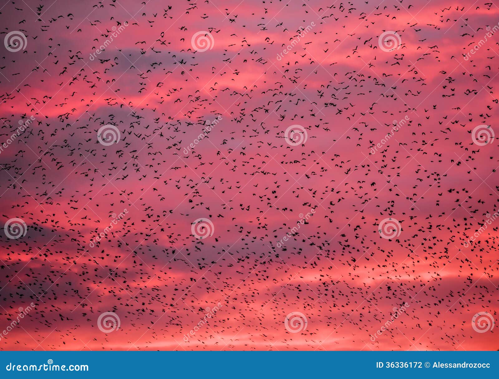 Starling bird flock stock photo. Image of sunset, europe - 36336172