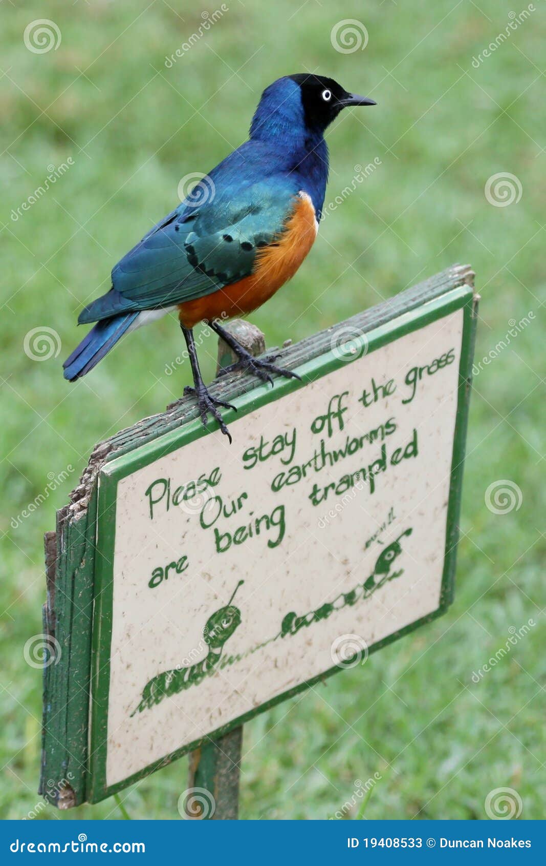 Starling Bird on Funny Sign Stock Image - Image of starling, bird: 19408533