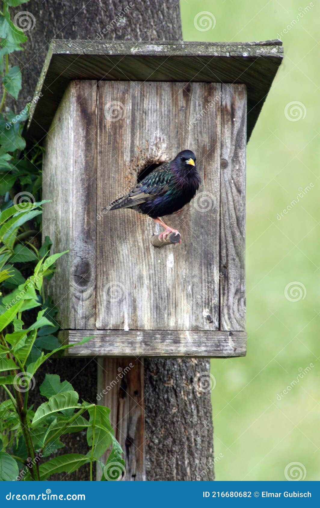 Starling and a bird house stock photo. Image of nest - 216680682