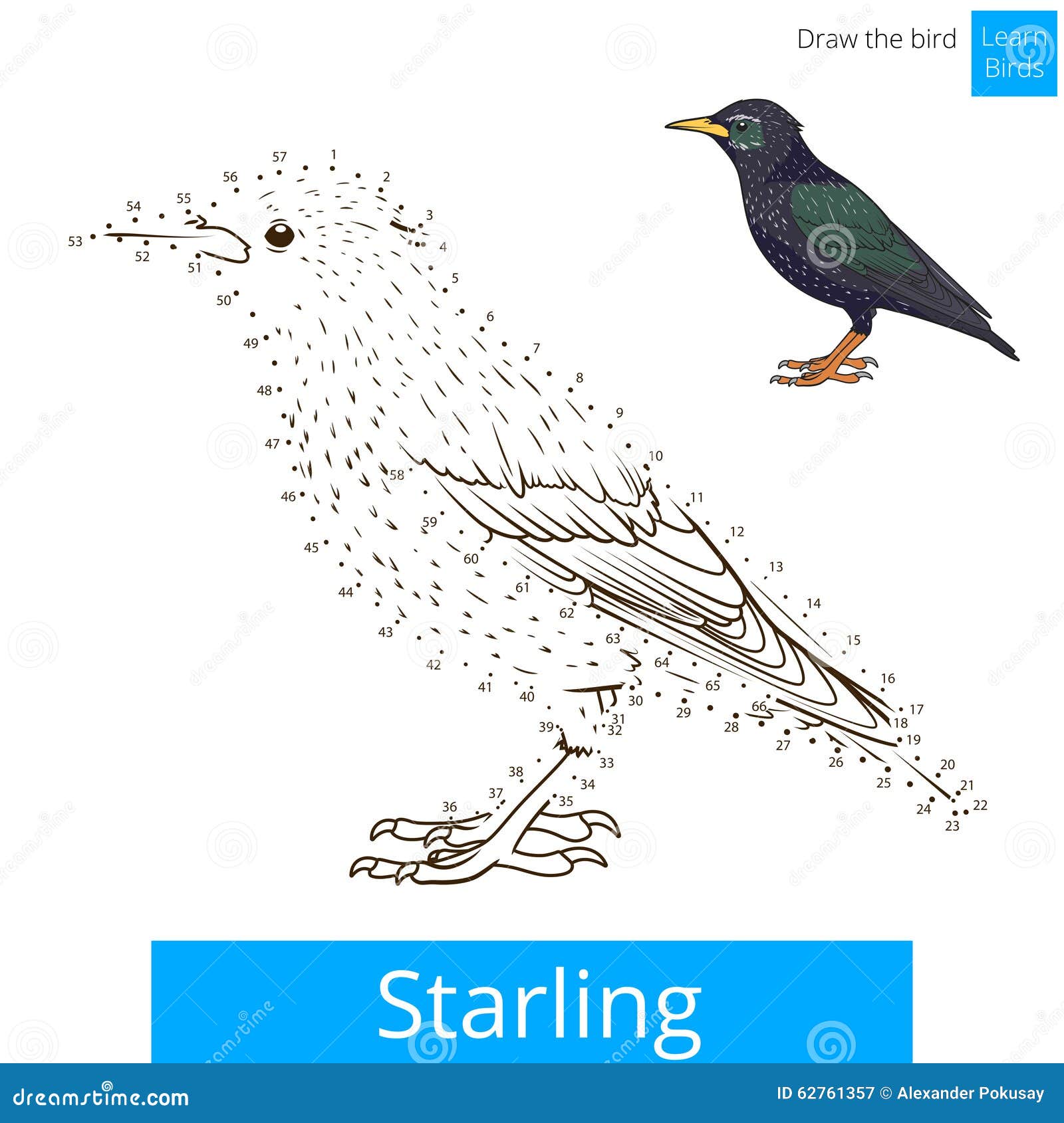 Starling Bird Learn To Draw Vector Stock Vector - Illustration of ...