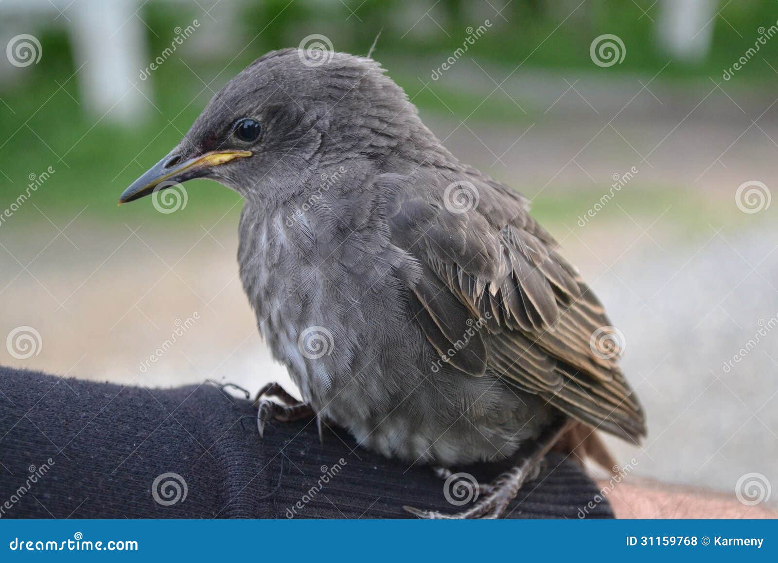 Starling stock photo. Image of nature, blackbird, fauna - 31159768