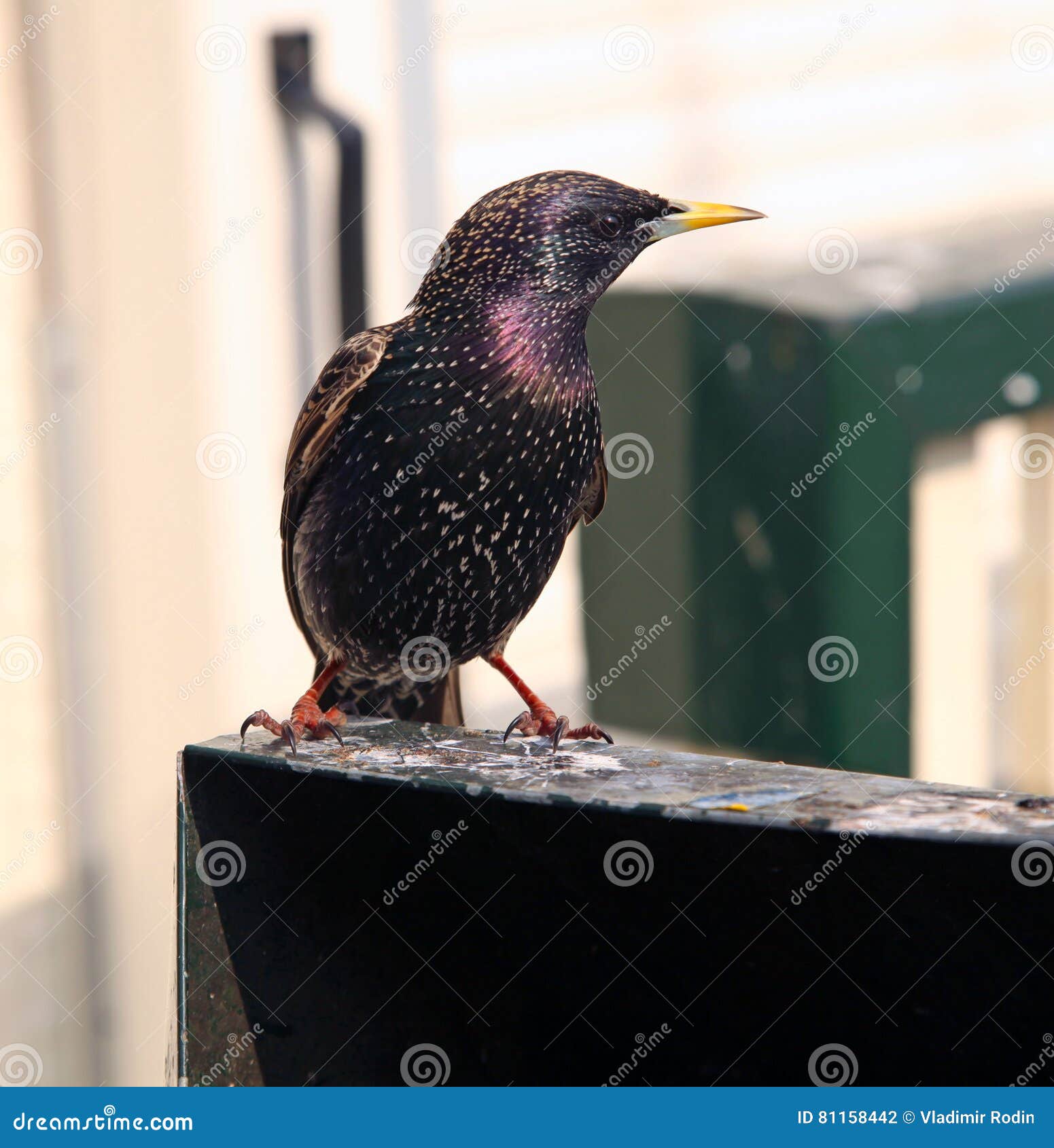 Starling bird singing stock photo. Image of nest, sedentary - 81158442