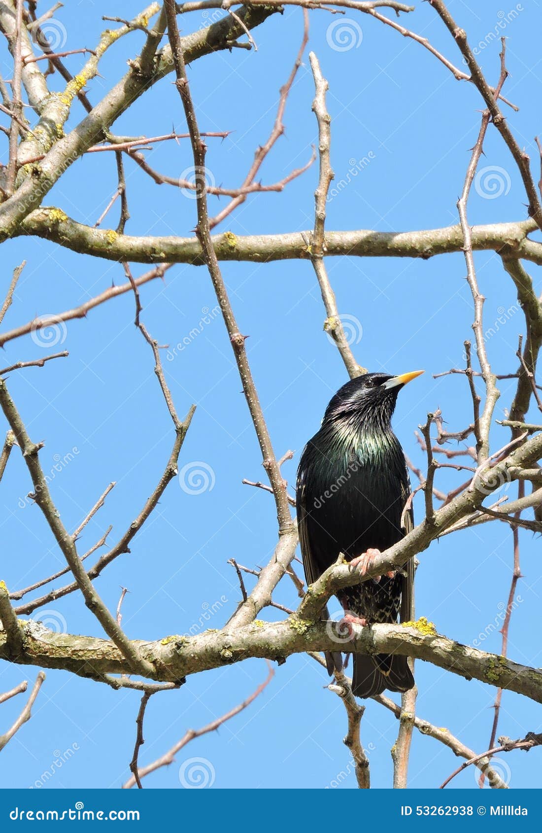 Starling Bird on Tree Branch Stock Photo - Image of little, spring ...