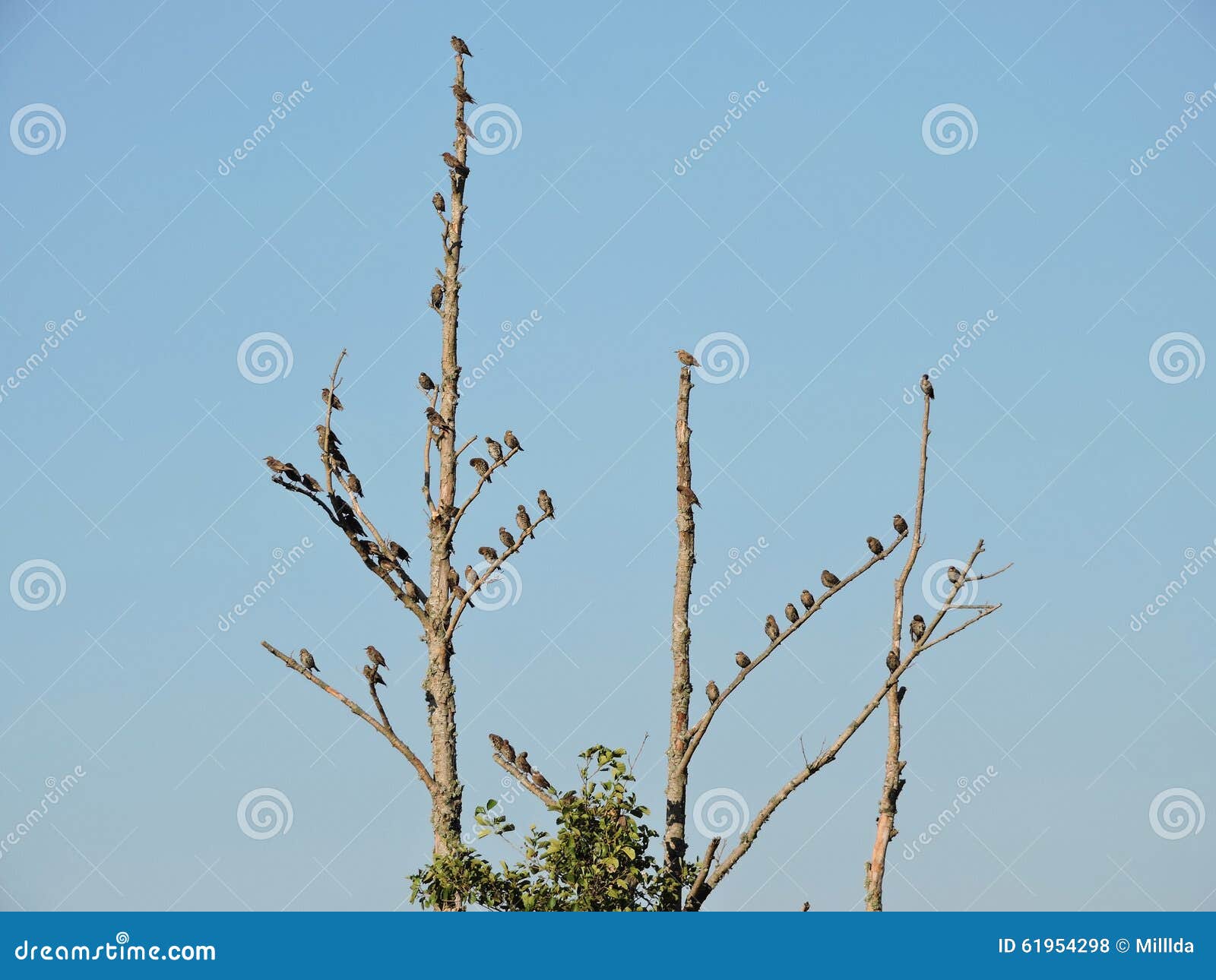 Starling Birds on Tree Branches Stock Photo - Image of wild, view: 61954298 Starling Birds on Tree Branches Stock Photo - Image of wild, view: 61954298