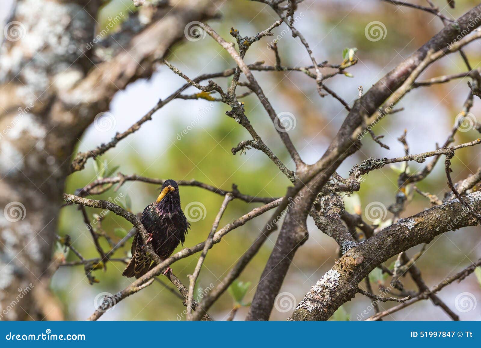 Starling with a Caterpillar in Spring Stock Image - Image of european ...
