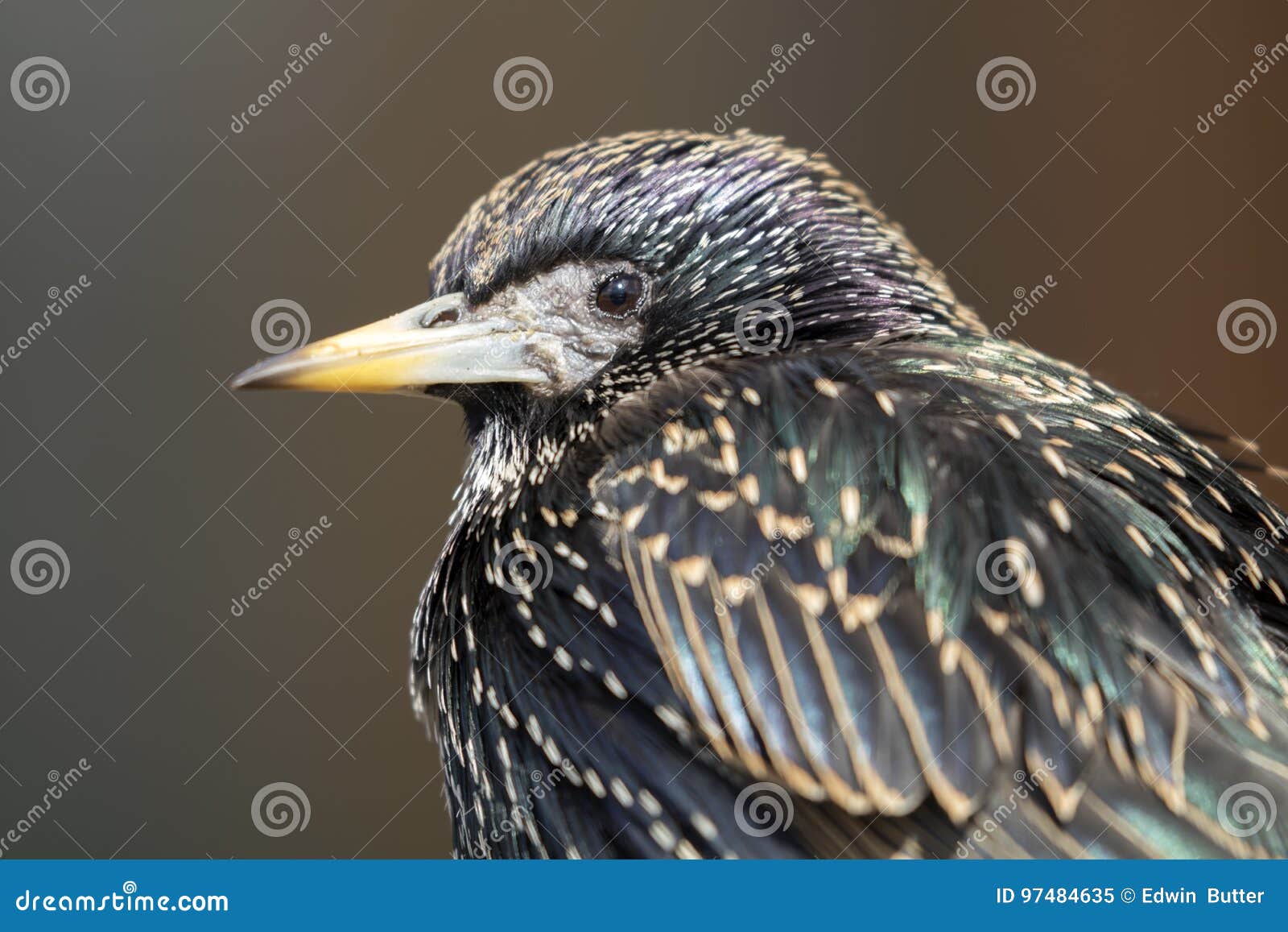 Starling stock image. Image of color, starling, birdwatching - 97484635