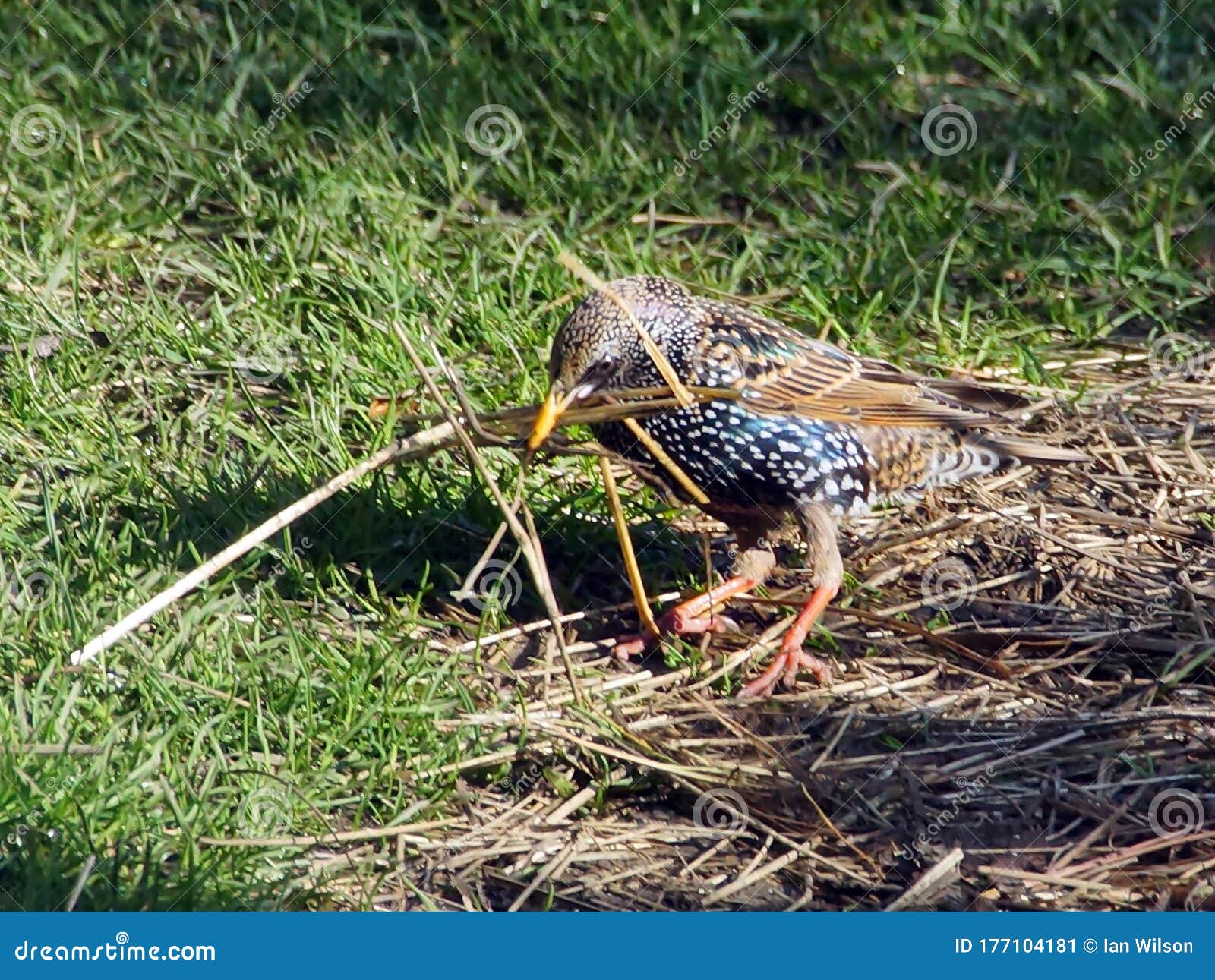 Starling Collecting Nesting Material Stock Image - Image of nest ...