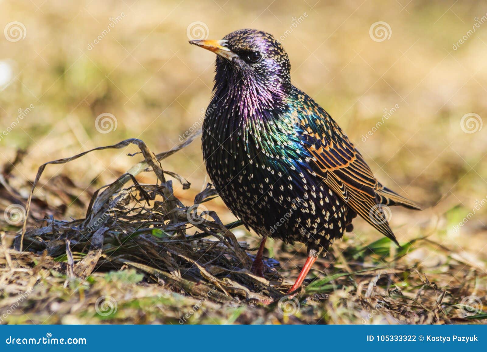 Starling with Colored Feathers of Reflection on Last Year`s Grass Stock ...