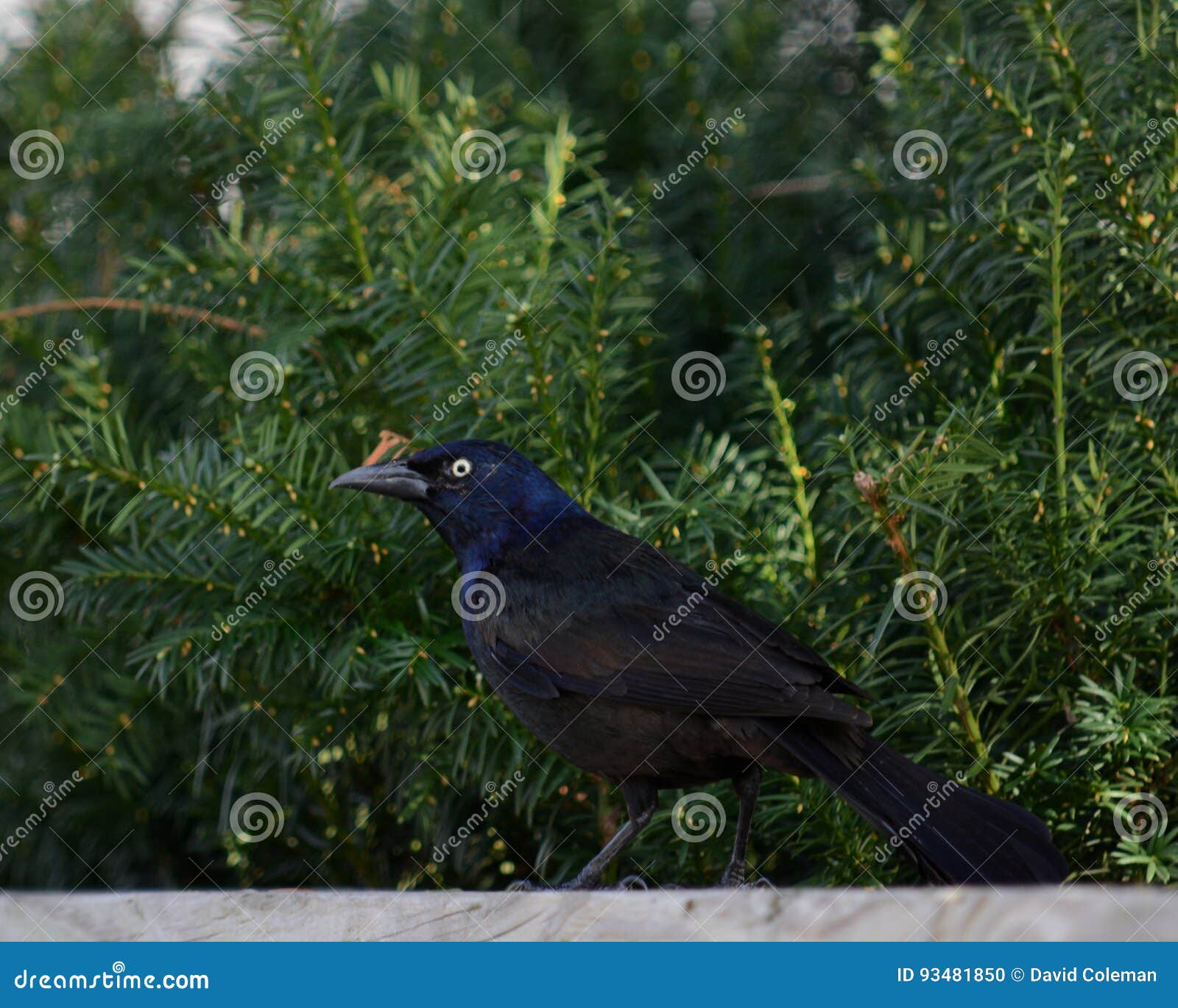 Starling stock photo. Image of avion, wings, starling - 93481850