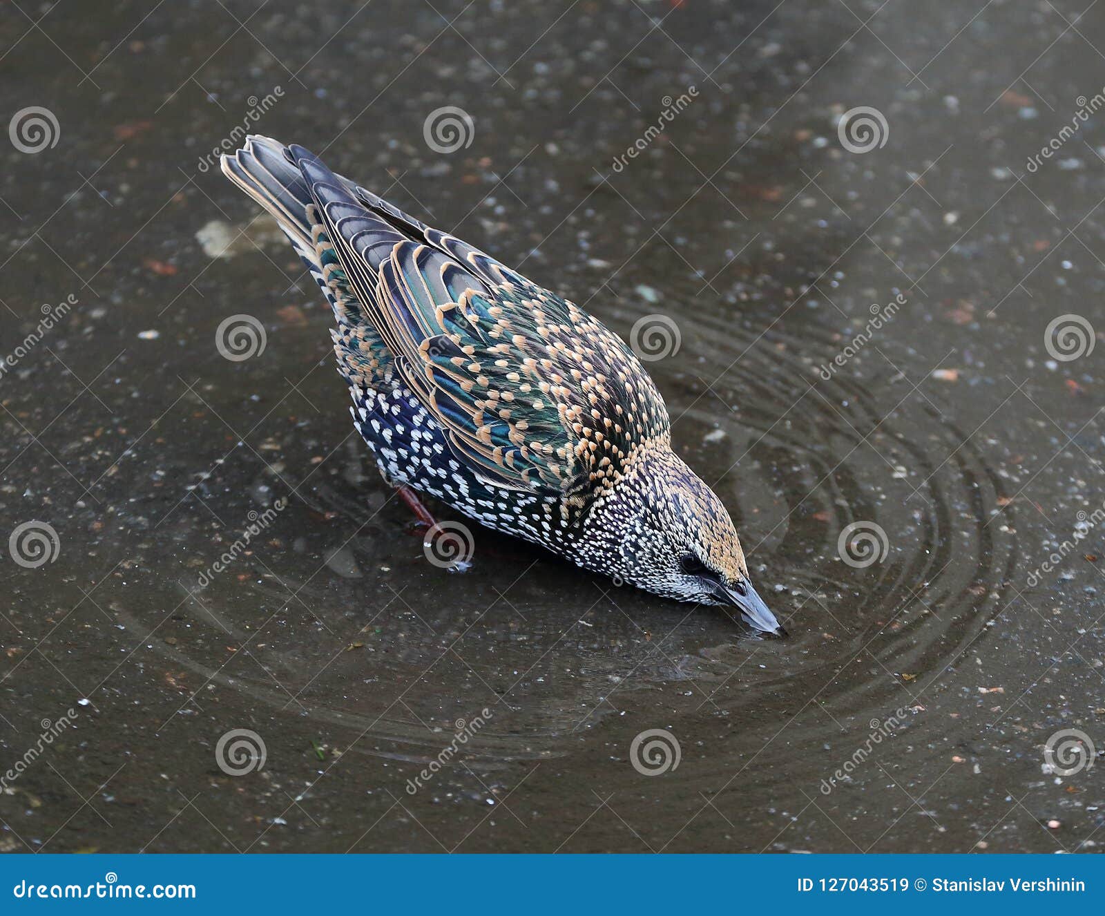 Starling Drinking Water from a Puddle Stock Image - Image of motley ...