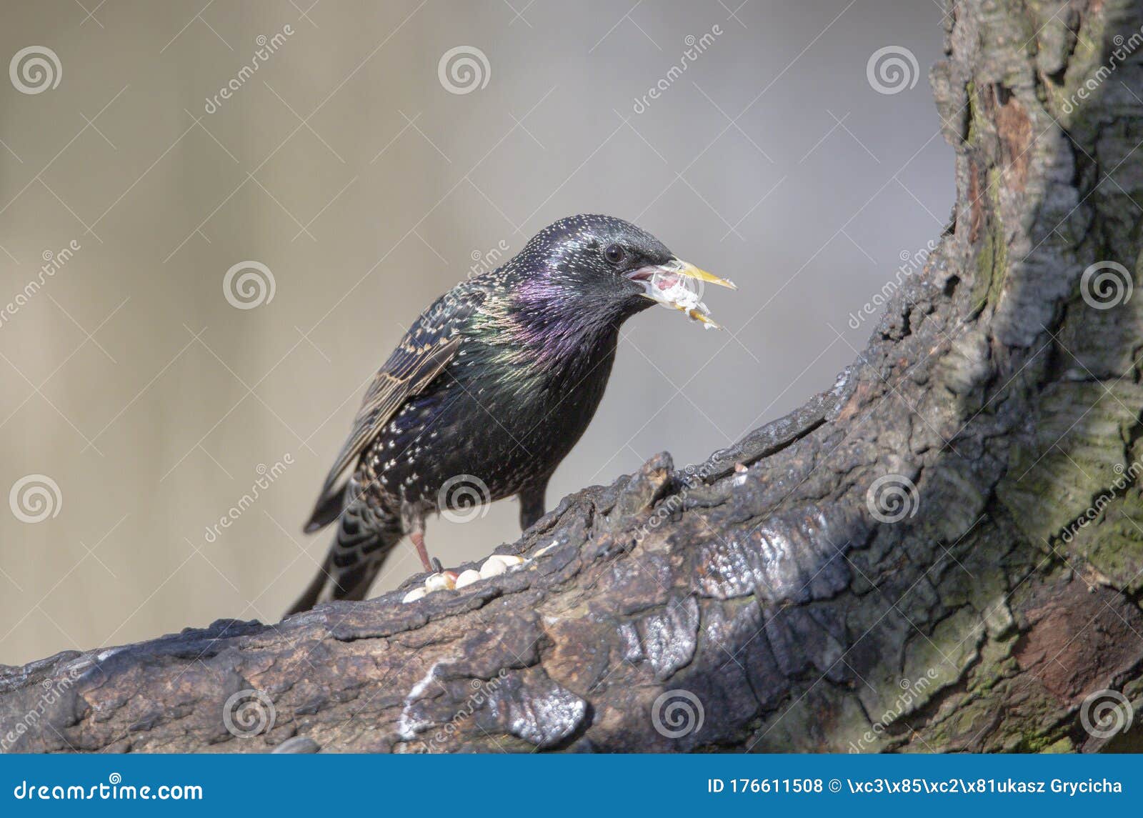 Starling eats fat stock photo. Image of feather, eats - 176611508
