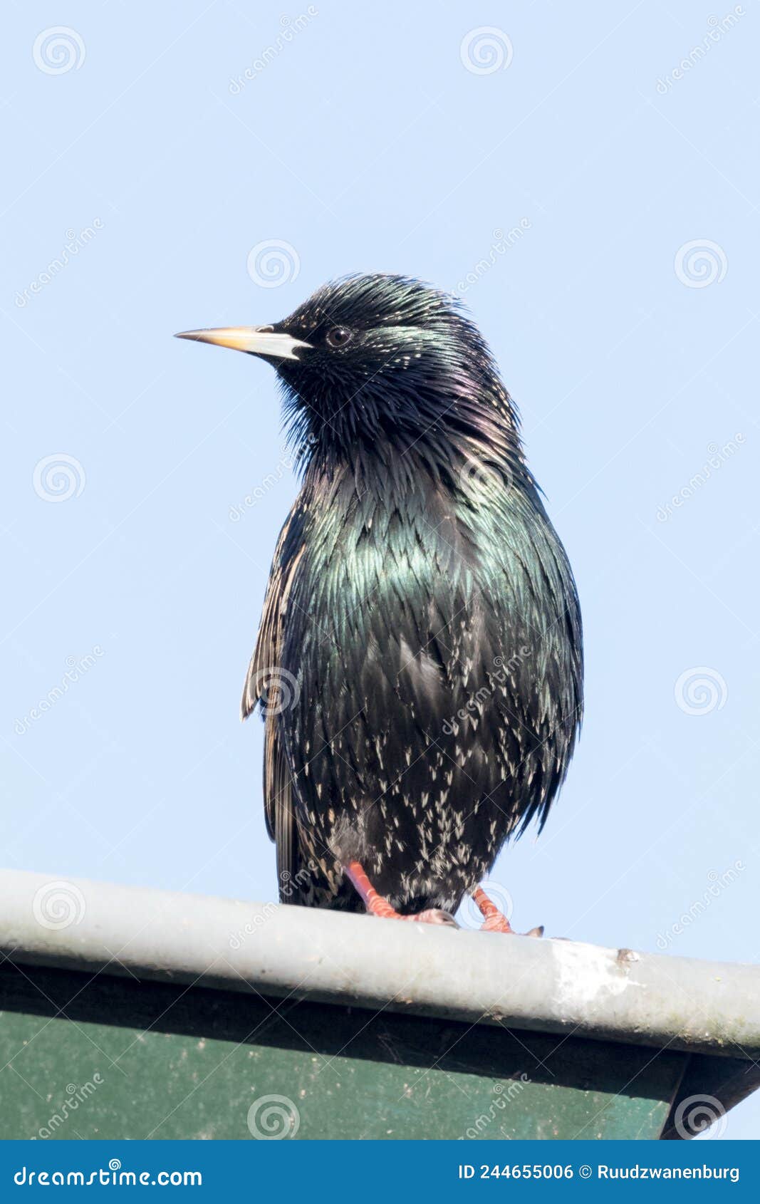 Starling on edge of gutter stock photo. Image of edge - 244655006