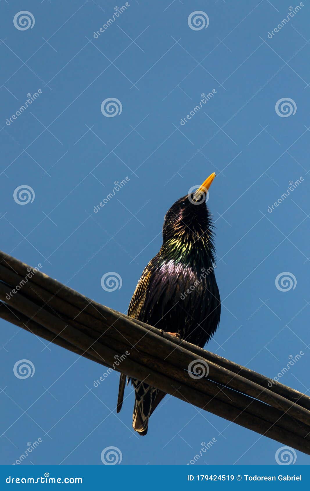 Starling on the Electric Cable Stock Image - Image of wildlife ...