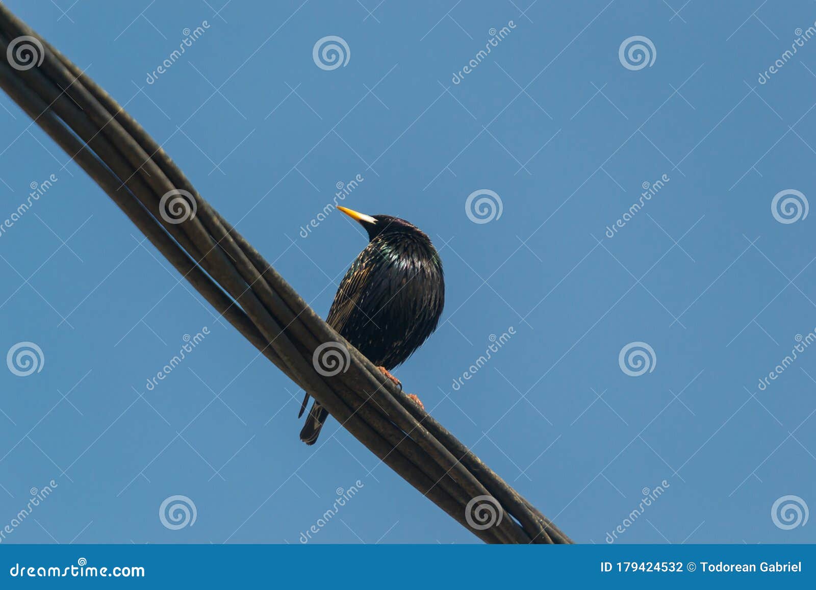 Starling on the Electric Cable Stock Photo - Image of outdoor, feather ...