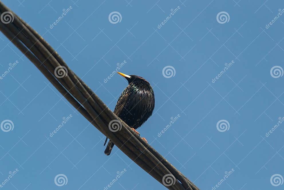 Starling on the Electric Cable Stock Photo - Image of outdoor, feather ...
